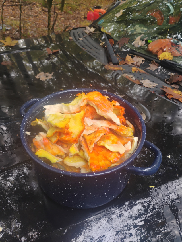 Chicken of the Wood | The Pithole Hermit